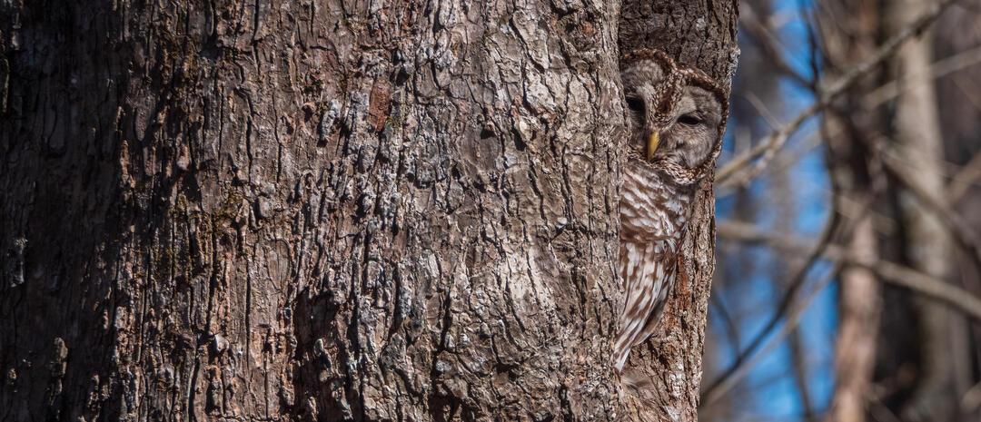 Audubon Center & Sanctuary at Francis Beidler Forest