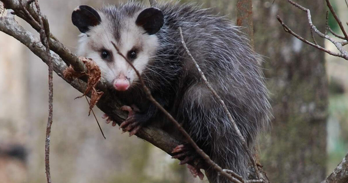 Possum With Rabies